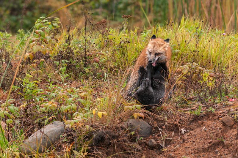 Red Fox (Vulpes Vulpes) Fights with Silver Fox Stock Image - Image of ...