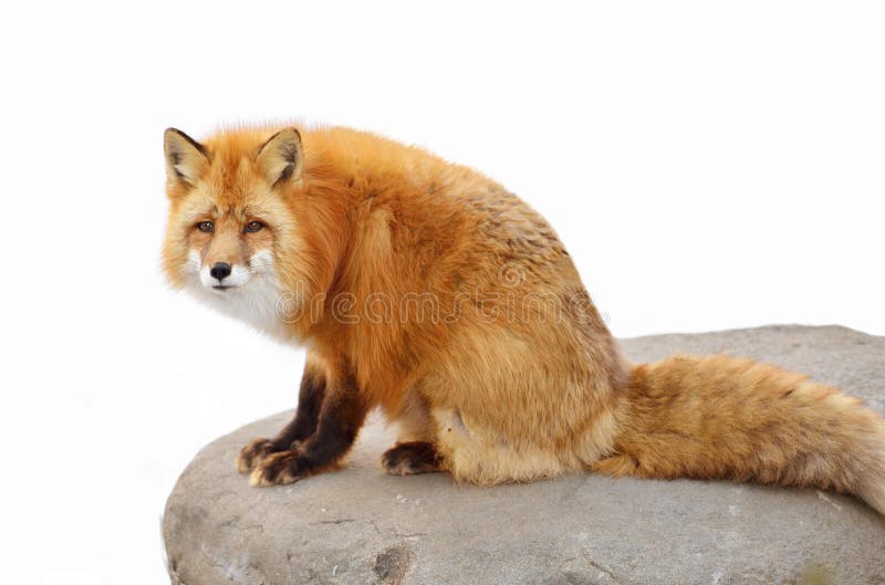 Red fox (Vulpes vulpes) stock image. Image of beautiful - 66959179