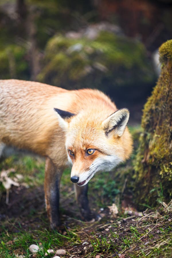 Red Fox (Vulpes vulpes) stock photo. Image of alert, face - 30996184