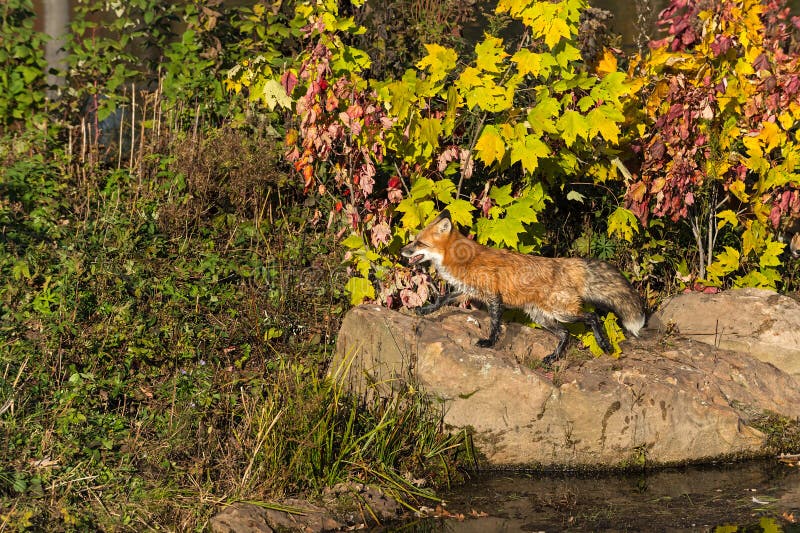 Red Fox (Vulpes Vulpes) Going Left on Rock Stock Photo - Image of rock ...