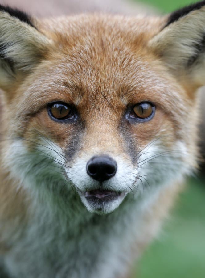 Red fox, Vulpes vulpes stock photo. Image of wildlife - 33333548