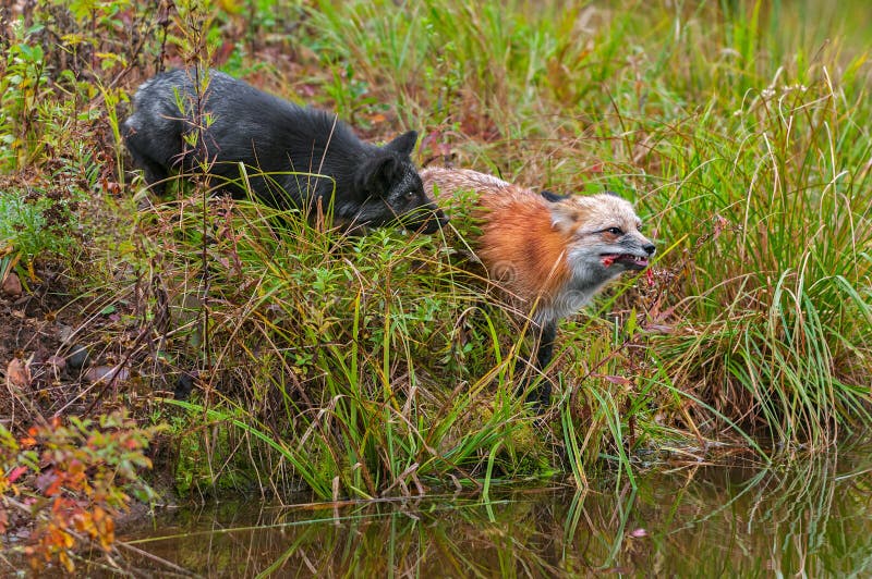 Red Fox Vulpes Vulpes Guards Meat Snack Stock Photo - Image of vulpes ...