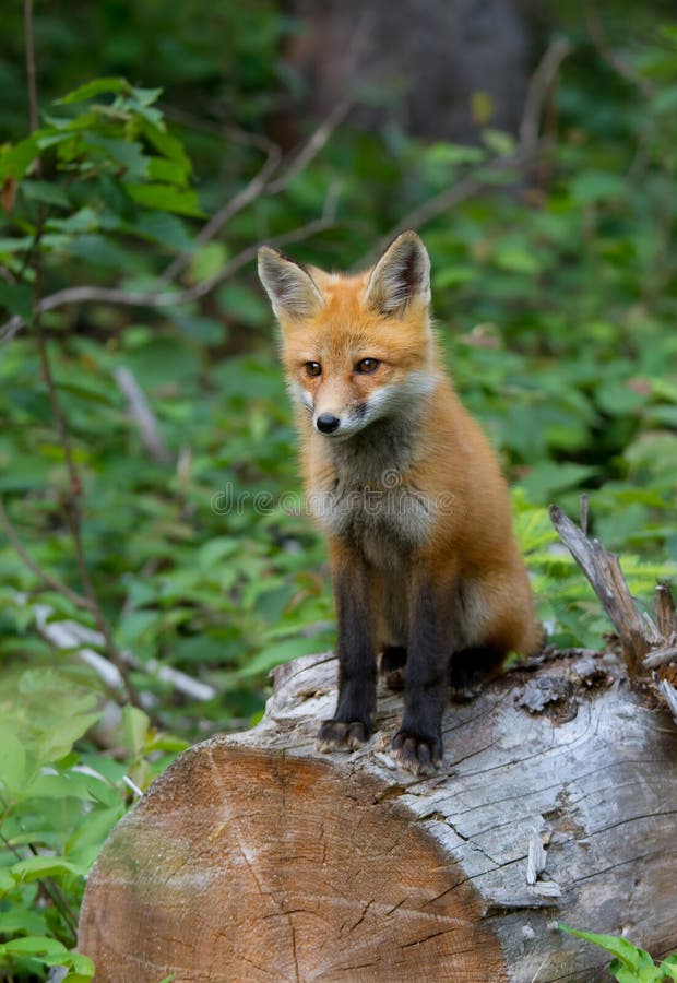 Red Fox Vulpes Vulpes Sitting on a Log in Algonquin Park in Autumn in ...