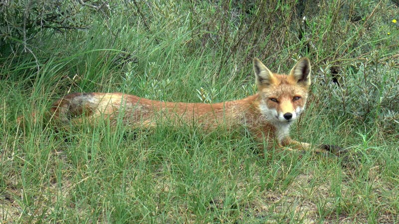 Lazy red fox looks around. stock footage. Video of hunting - 201189162