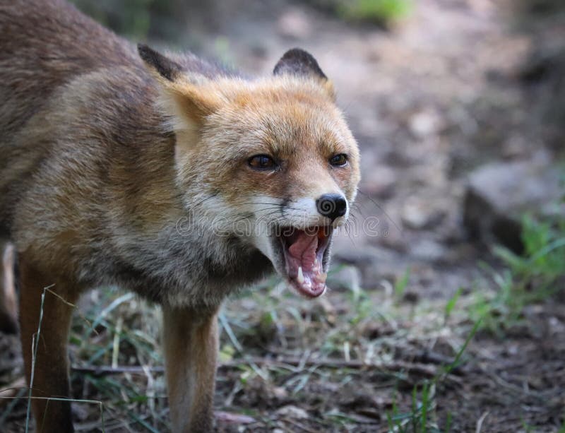 The red fox, Vulpes vulpes stock photo. Image of breeds - 154687400