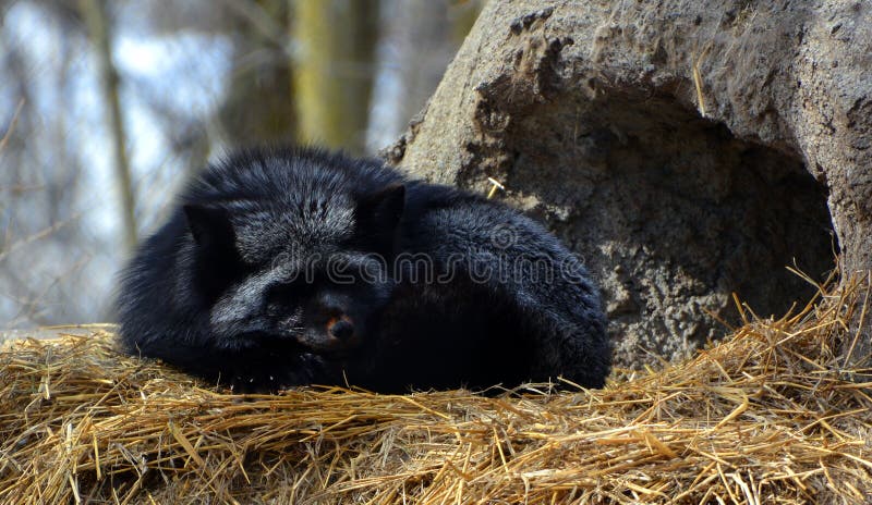 The Red Fox Vulpes Vulpes is the Largest of the True Foxes Stock Image ...