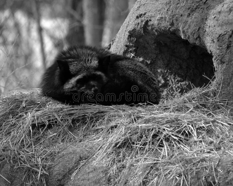 The Red Fox Vulpes Vulpes is the Largest of the True Foxes Stock Photo ...