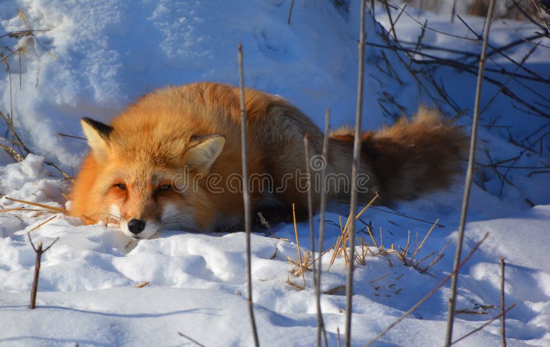 The Red Fox Vulpes Vulpes is the Largest of the True Foxes Stock Image ...