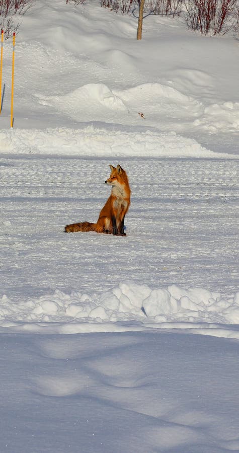 The Red Fox Vulpes Vulpes is the Largest of the True Foxes Stock Image ...