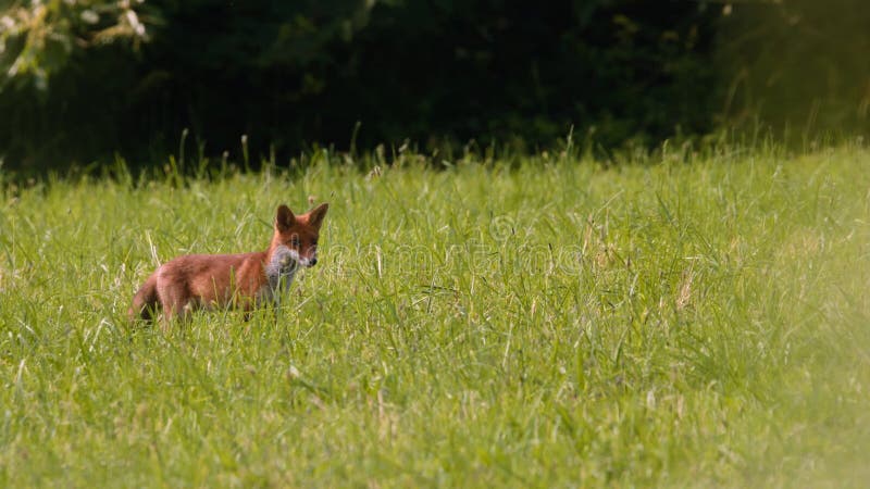 The Red Fox (Vulpes Vulpes) is the Largest of the True Foxes Stock ...