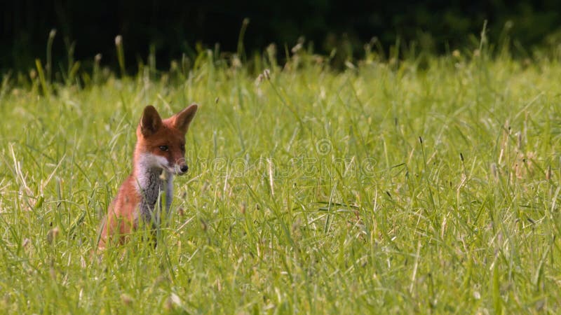 The Red Fox (Vulpes Vulpes) is the Largest of the True Foxes Stock ...
