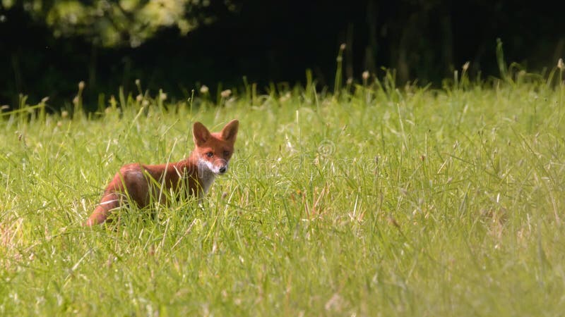 The Red Fox (Vulpes Vulpes) is the Largest of the True Foxes Stock ...