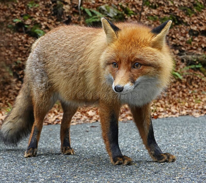 Portrait of a Red Fox Vulpes Vulpes in the Outdoors. Stock Photo ...