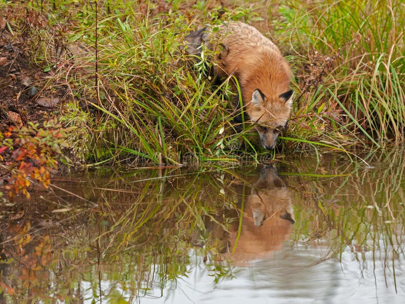 Red Fox With Water Reflection Stock Photo - Image of vulpes, summer ...