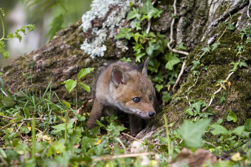 RENARD ROUX vulpes vulpes stock image. Image of baby - 173364143