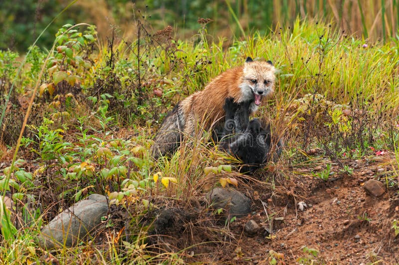 Red Fox (Vulpes Vulpes) Pins Silver Fox Stock Image - Image of battle ...