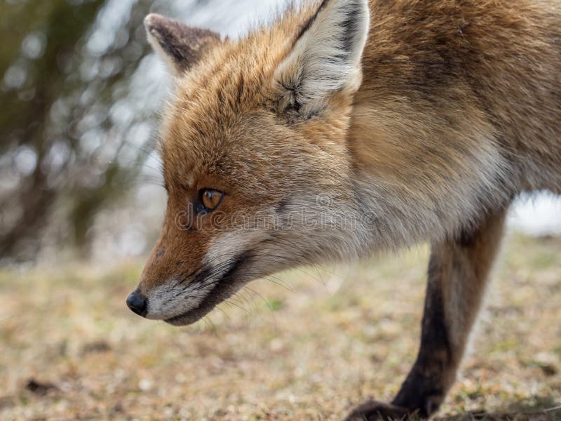 Red Fox Growling stock photo. Image of hunter, growl - 49840198