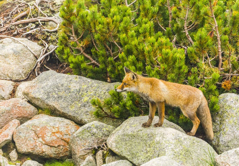 Red Fox Poses for a Picture. Stock Image - Image of devious, carnivore ...