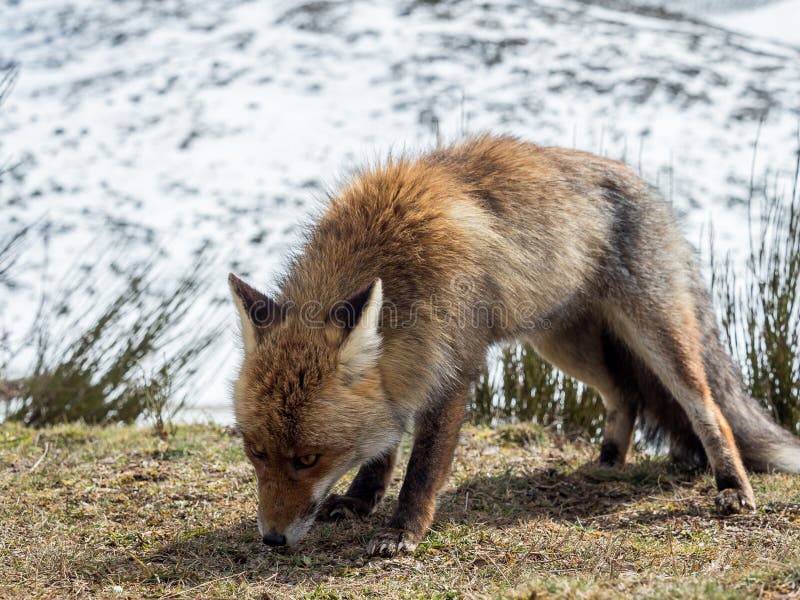 Red Fox (Vulpes Vulpes) Ready To Hunt Stock Photo - Image of vulpes ...