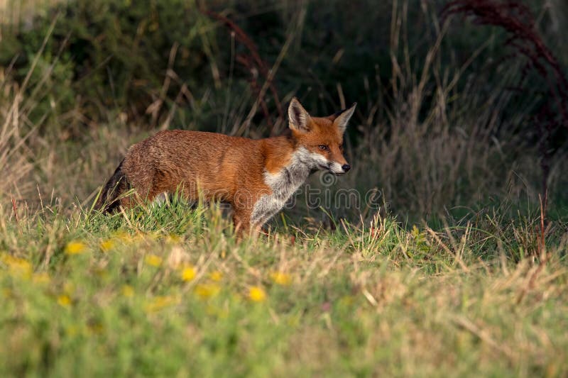 Red Fox, Vulpes vulpes stock image. Image of vixen, canine - 205771195