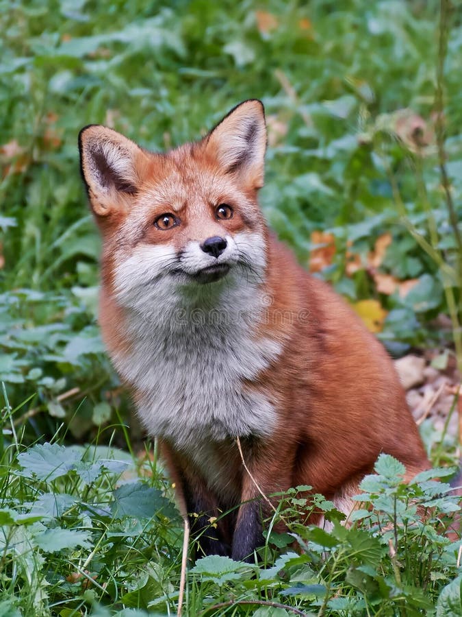 Red fox (Vulpes vulpes) stock image. Image of mammal - 78634903