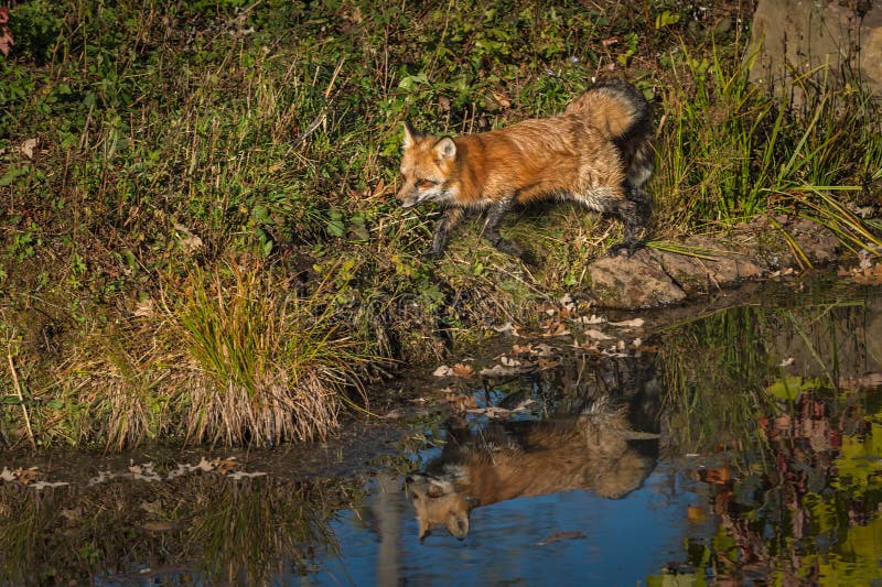 Red Fox Vulpes Vulpes Runs Along Shoreline Stock Image - Image of ...