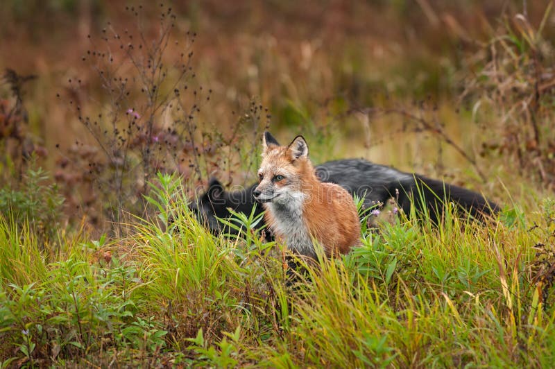 Red Fox Vulpes Vulpes with Silver Fox Crossing Behind Stock Image ...