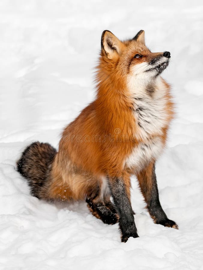 Red Fox (Vulpes Vulpes) Sits in the Snow Looking Up Stock Photo - Image ...