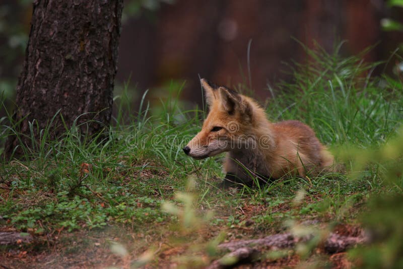 Sitting Red Fox stock image. Image of edge, forest, wild - 229198661