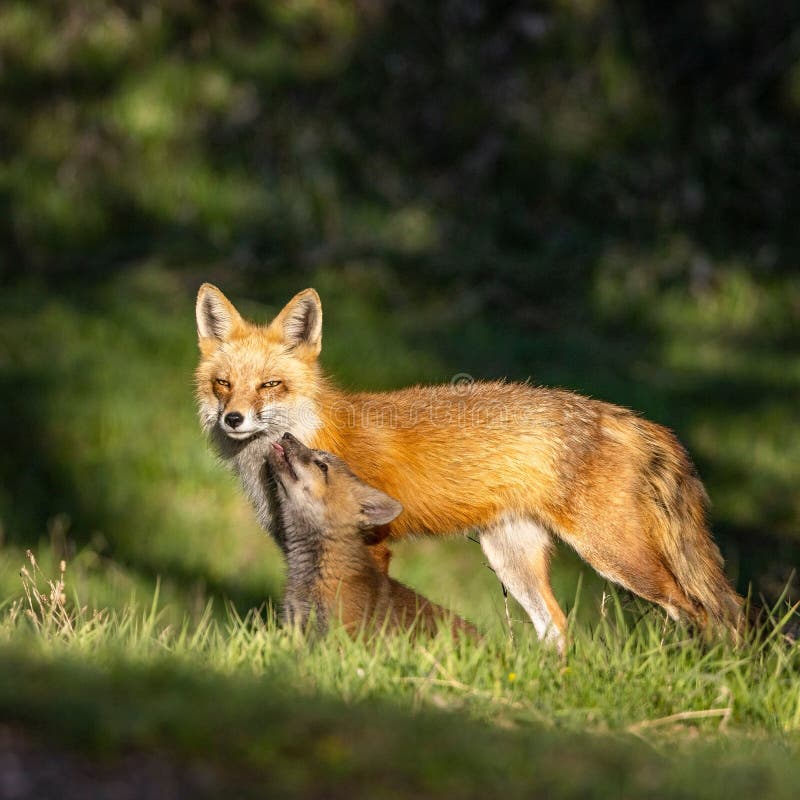 Red fox mother with kit stock photo. Image of furry - 281990882