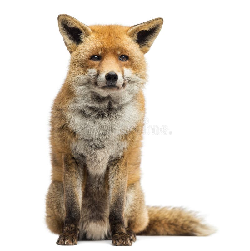 8,354 Sitting Fox Stock Photos - Free & Royalty-Free Stock Photos from ...