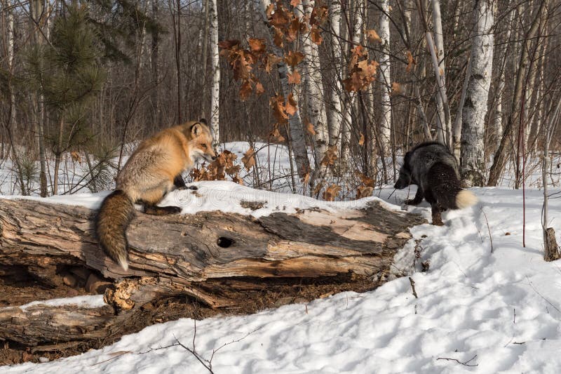 Red Fox (Vulpes Vulpes) Squats To Mark Log Silver Walks by Winter Stock ... Red Fox (Vulpes Vulpes) Squats To Mark Log Silver Walks by Winter Stock ...