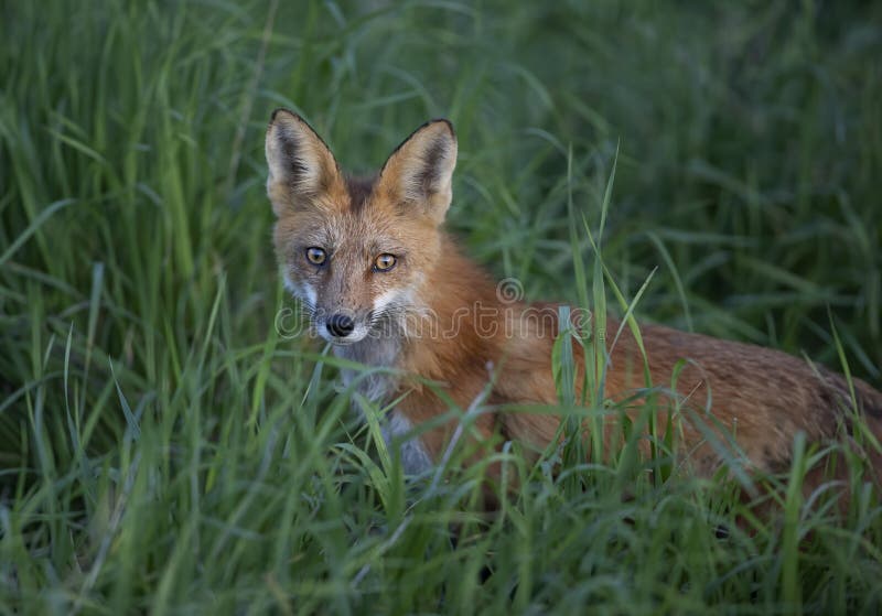 A Red Fox Vulpes Vulpes Standing In A Grassy Meadow Deep In The Forest
