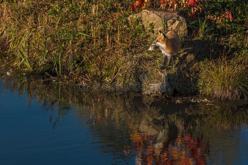 Red Fox Vulpes Vulpes Stands Looking Left on Shoreline Stock Image ...