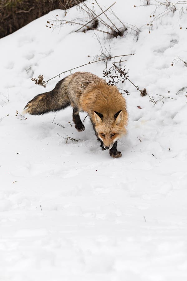 Red Fox (Vulpes Vulpes) Steps Down Embankment Back Paw Up Winter Stock ...