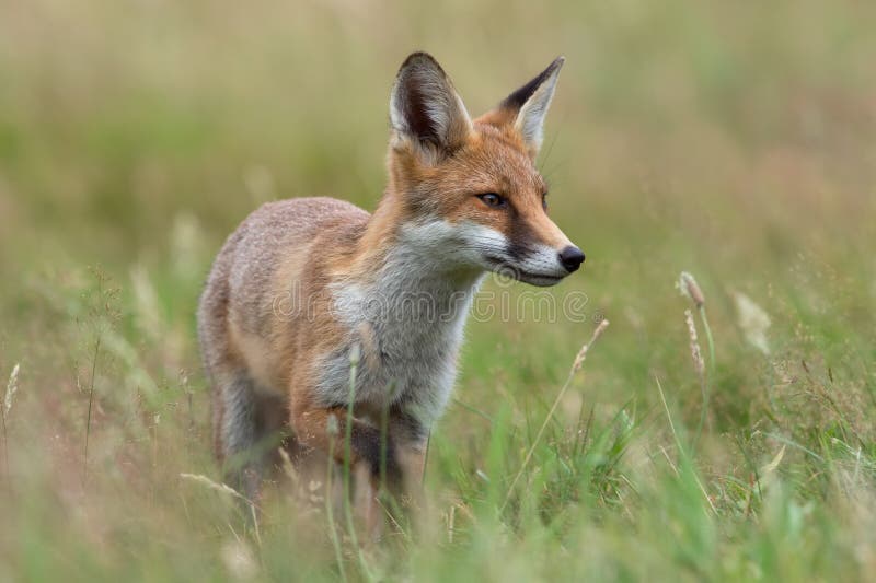 Red Fox Vulpes vulpes stock image. Image of vulpine, species - 93858927