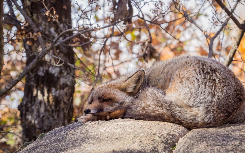 Red Fox (Vulpes Vulpes) Taking a Nap Stock Image - Image of sleepy ...