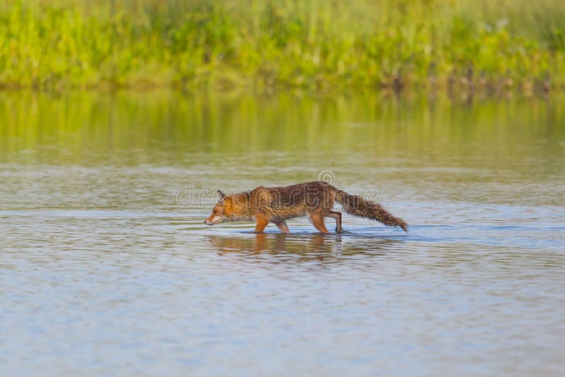 Red fox stock image. Image of lonesome, hungry, wade - 70054517