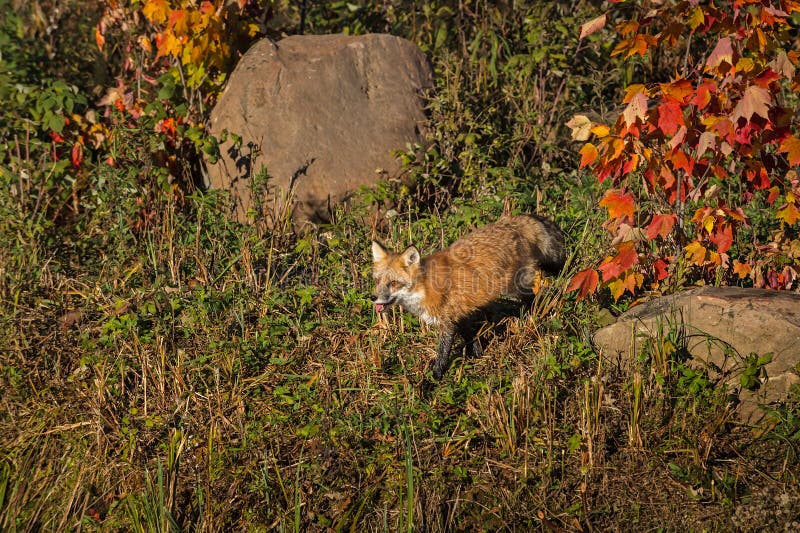 Red Fox Vulpes Vulpes Walks Left in Fall Color Stock Photo - Image of ...