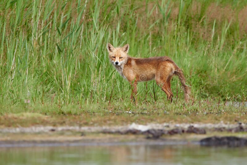 517 Wet Red Fox Stock Photos - Free & Royalty-Free Stock Photos from ...