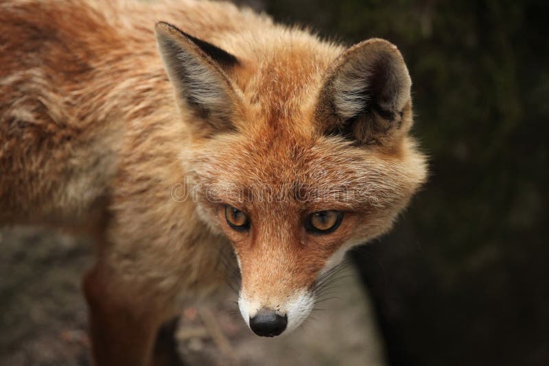 Red fox (Vulpes vulpes). stock image. Image of mammals - 56688337