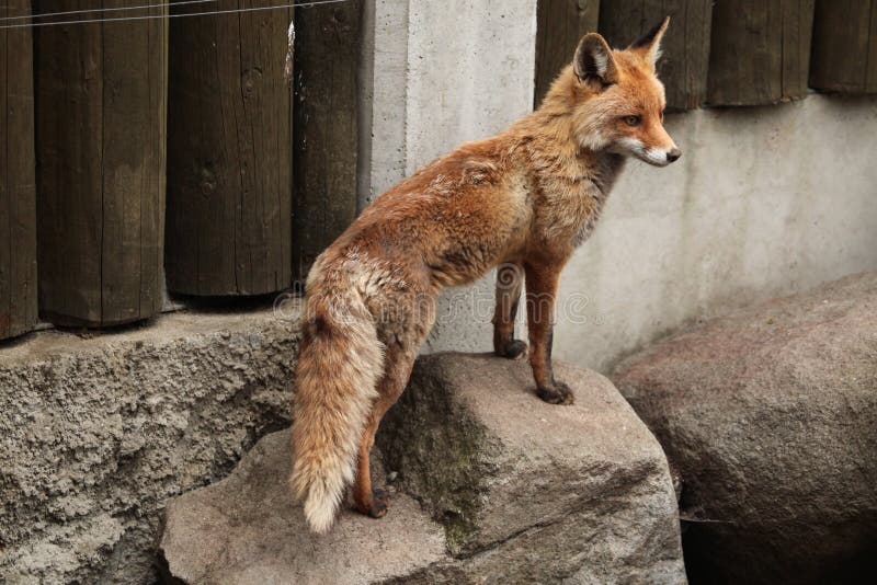 Red fox (Vulpes vulpes). stock image. Image of carnivorans - 56821065