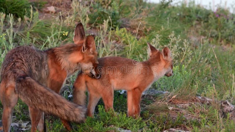 Red Fox Vulpes Vulpes in the Wild Stock Video - Video of vulp, burrow ...
