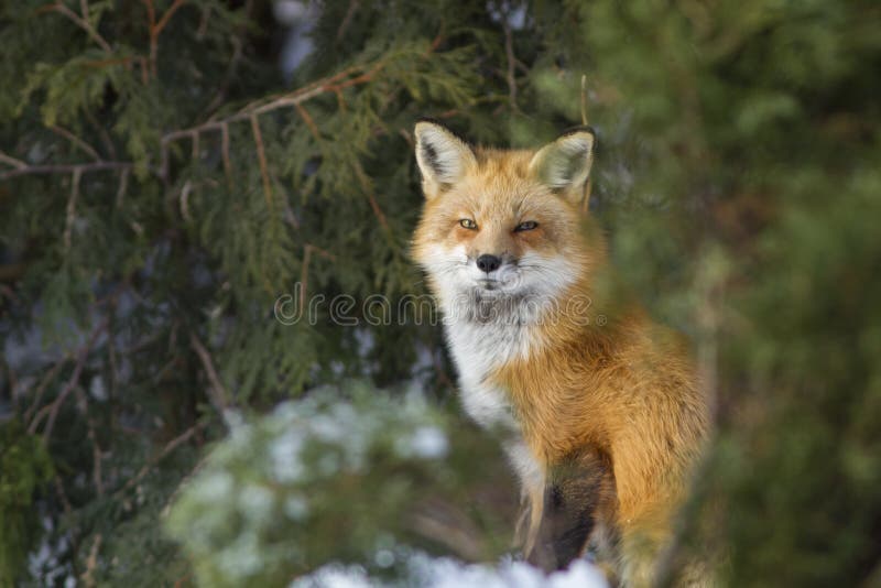 Red Fox Looking Back stock image. Image of mammal, foxes - 9152647