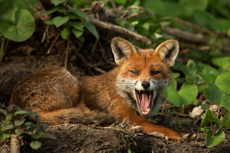 Red Fox Showing Teeth - Animal Wildlife Photo Stock Image - Image of ...