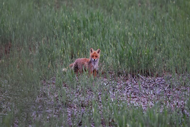 Red Fox (vulpes Vulpes) Walking in the Reeds at Dusk Stock Photo ...