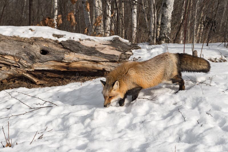 Red Fox (Vulpes Vulpes) Walks Left Past Log Winter Stock Image - Image ...