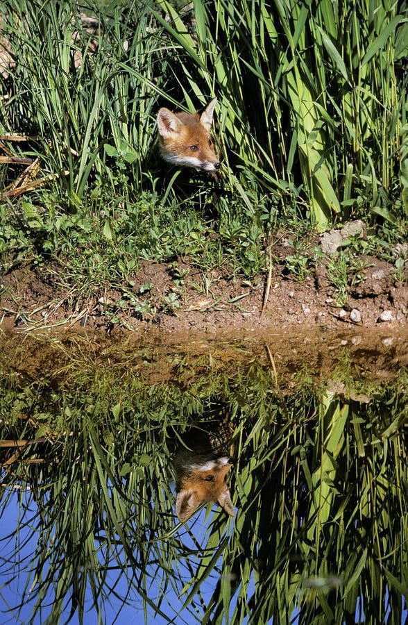 303 Red Fox Water Reflection Stock Photos - Free & Royalty-Free Stock ...