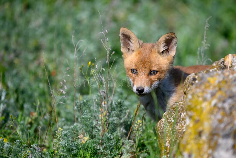 Red Fox Vulpes Vulpes in the Wild Stock Photo - Image of natural ...