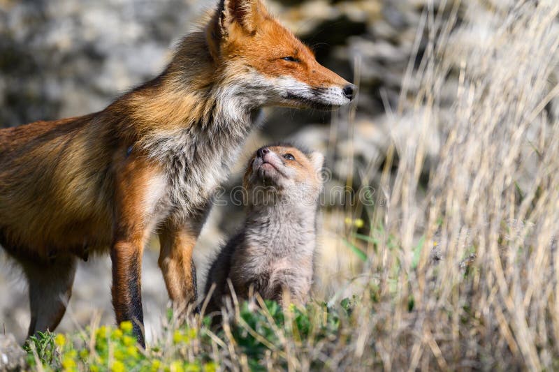 Red Fox Vulpes Vulpes in the Wild. Fox with Cub Stock Photo - Image of ...